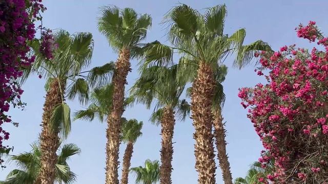 Апрель. Египет. Хургада. Набережная Марина. Что привезти из Египта. Отель Мираж