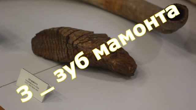 Музейная азбука. Зуб мамонта