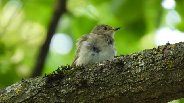 птенец слеток, Серая Мухоловка, наблюдение птиц в Великом Новгороде, 2 июня 2025