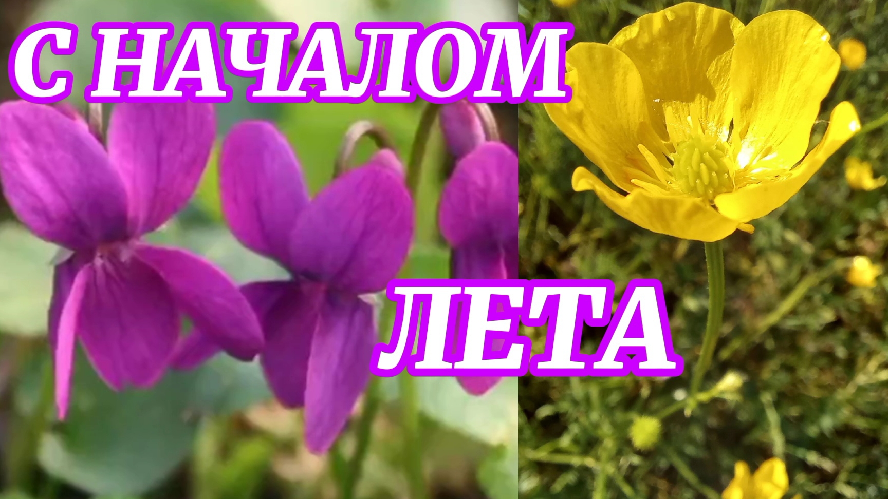 Ночная фиалка в саду. Жёлтаый перламутр лютика на лугу