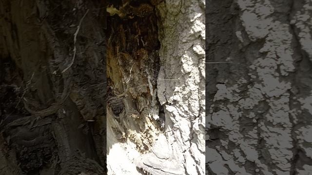 💥 ЧУДО-ГРИБ В ЦЕНТРЕ КУРСКА 🔥 Вольвариелла шелковистая. 01.06.2025 г. 💥