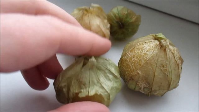 Физалис. Семена Агрофирма Седек. Обзор