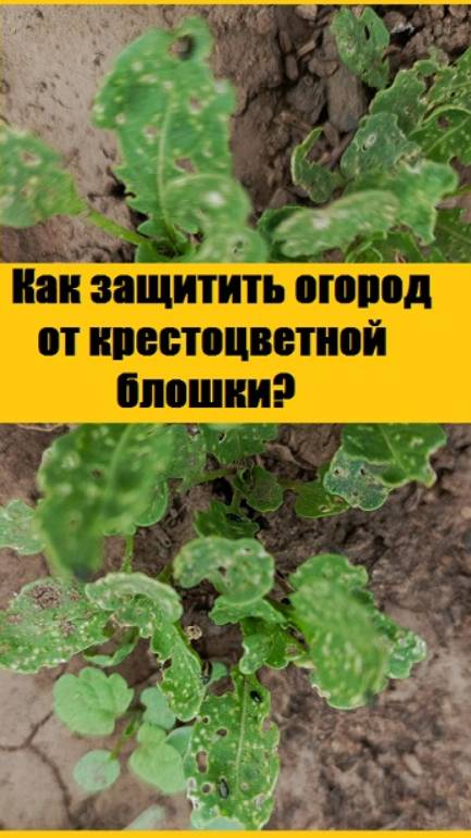 Как защищаю рукколу на грядке от крестоцветной блошки?