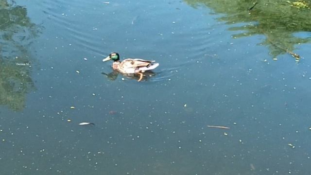 Путешествие в Москву.19 часть. Московские уточки.mp4