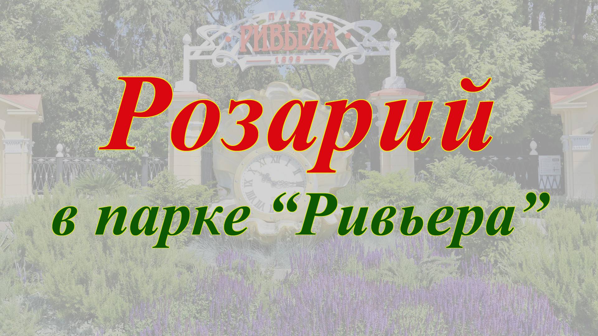 Розарий в парке ''Ривьера''