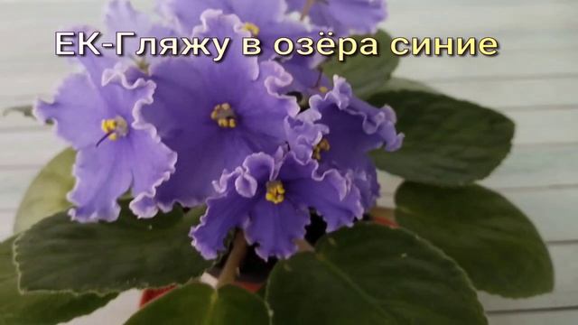 Фиалки позацветали.