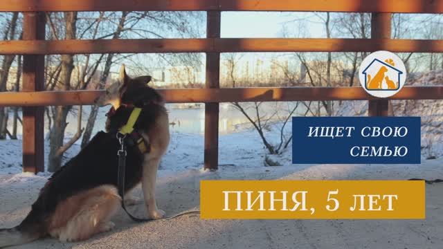 Визитка для собаки Пиня для приюта животных