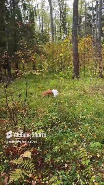 #shorts Нашел подружку#shorts