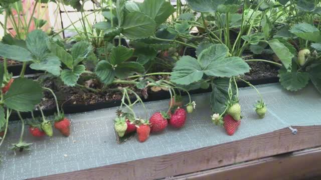 Клубника 2 июня  #топыкатегорий