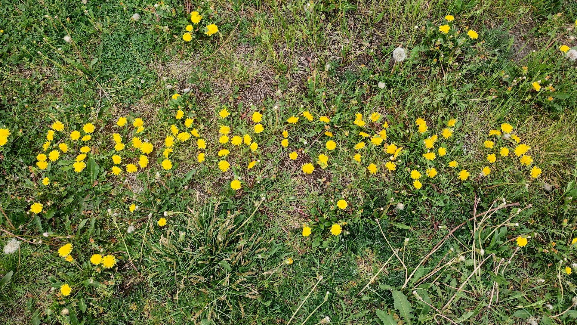 Одуванчики, мы в Ивановку влюблены