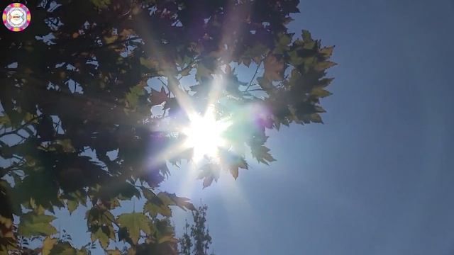 Гаряев П.П. — «МАТРИЦА ЖИЗНИ»