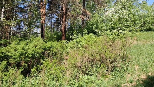 Летом в лесу. Новосибирский дендропарк. Музыка Лесная симфония, сгенерирована нейросетью.