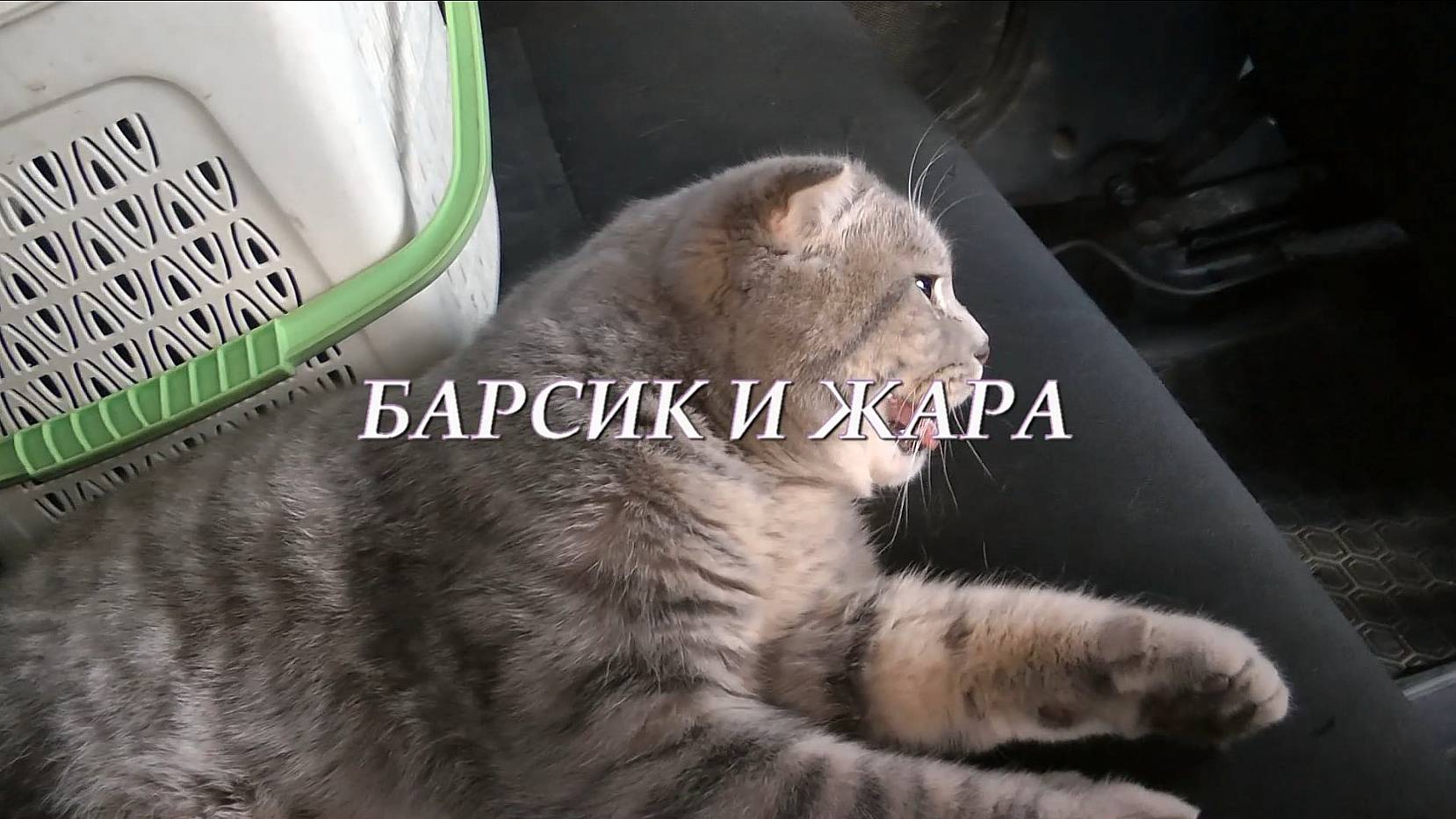 Барсик и жара