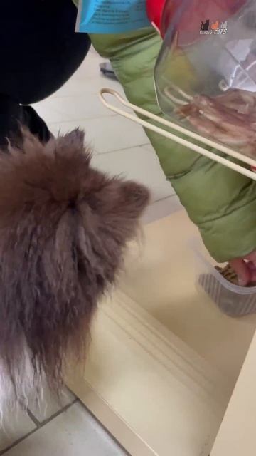 Гости зоомагазина - Суетолог до дрожи