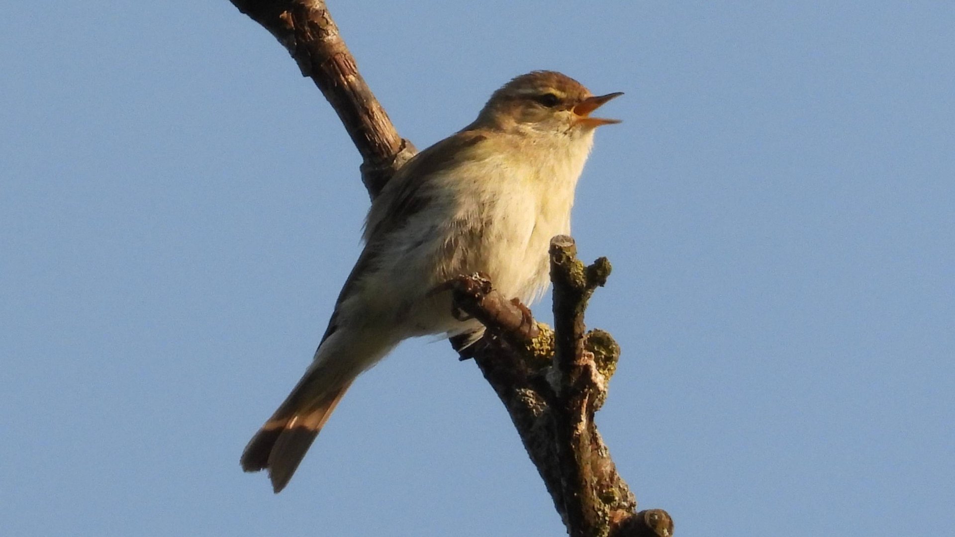 Голоса птиц. Пеночка Теньковка, наблюдение птиц в Великом Новгороде, 2 июня 2025