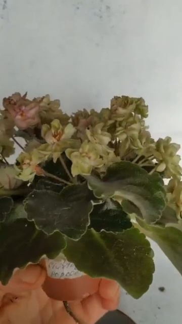 минифиалка Morgan's Chutney Popcorn  #фиалки #plants #магияфлористики #омархайям