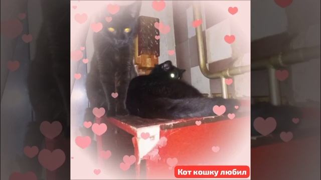 МЫ -ЗА СТЕРИЛИЗАЦИЮ,чтобы было меньше бездомных!!
" Кот кошку любил очень -очень...