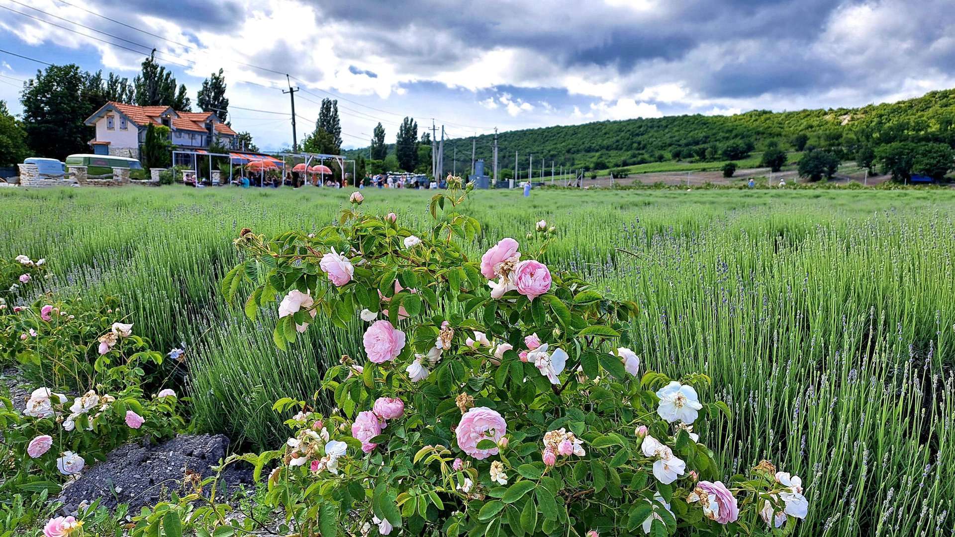 Дом ароматных трав в Семигорье (Анапа - Новороссийск) 31 мая