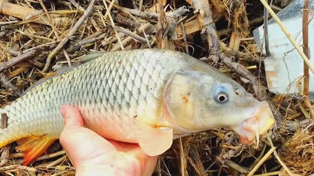 РЫБАЛКА НА ПОПЛАВОК))ПОКЛЕВКА САЗАНА👍РЫБЫ МНОГО, ПРЫГАЕТ ПОД НОГАМИ))