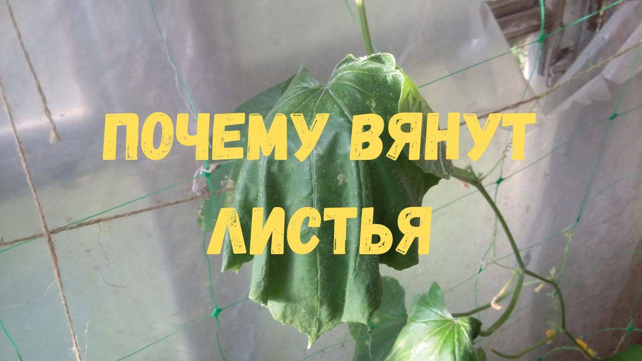 Почему вянут листья на огурцах