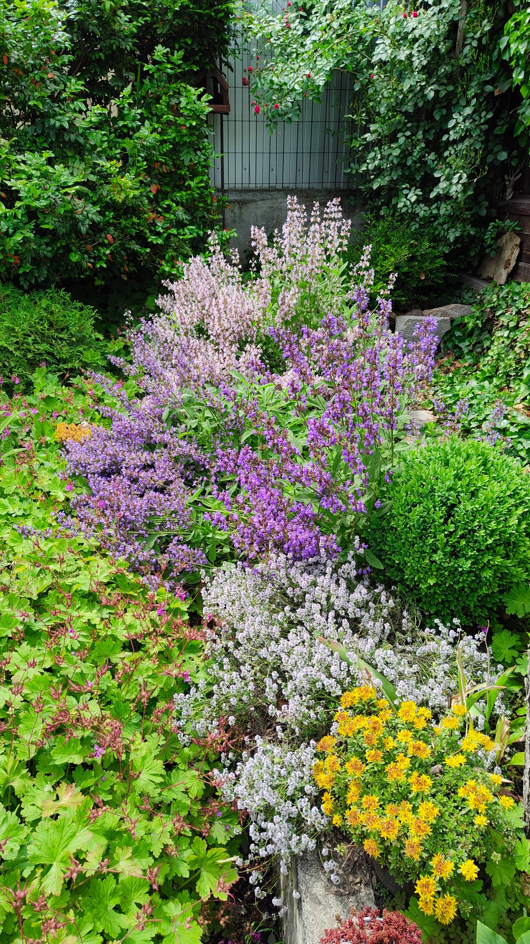 Цветет шалфей лекарственный 01.06.2025 г. Пятигорск #дизайн сада #цветы