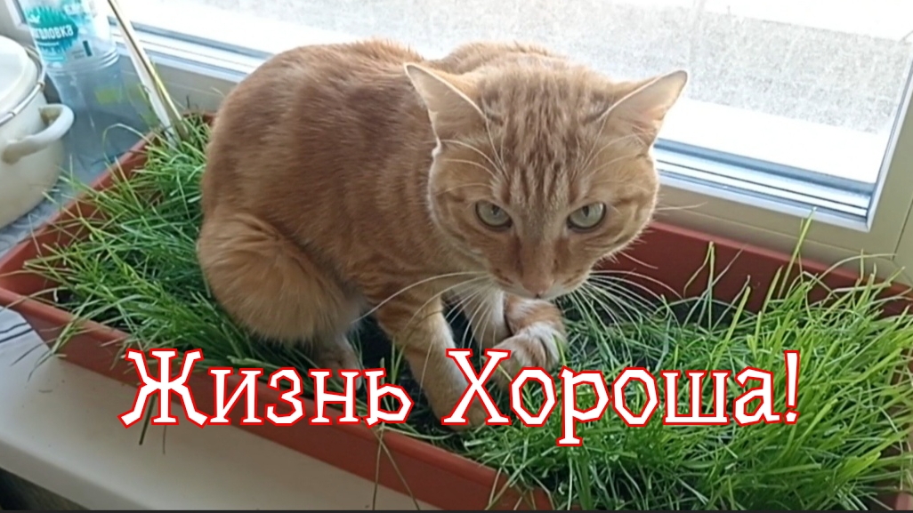 Жизнь Хороша!