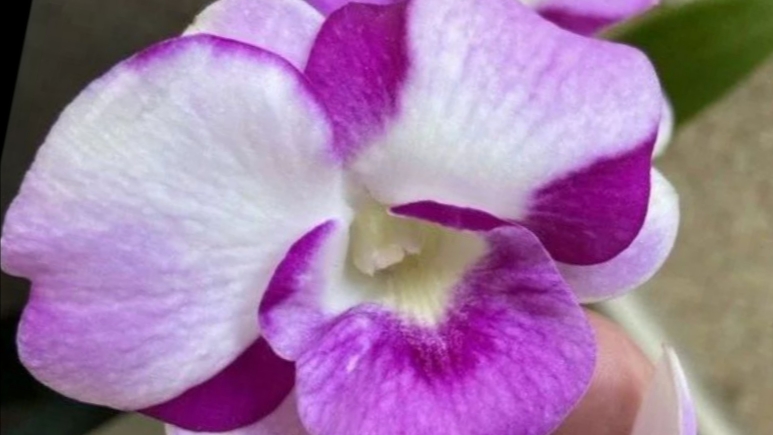 П-12. Ч-4. Загнивание молодого ростика без корней из-за ошибок в уходе. Исправление ошибок