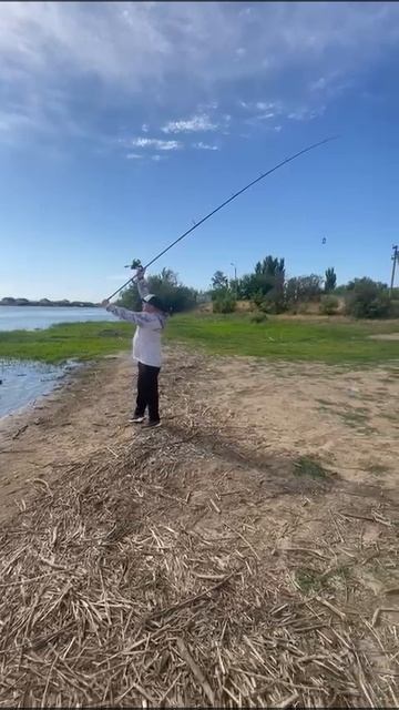 Обзор карповых удилищ Caiman Black Ray II Carp, 3 часть