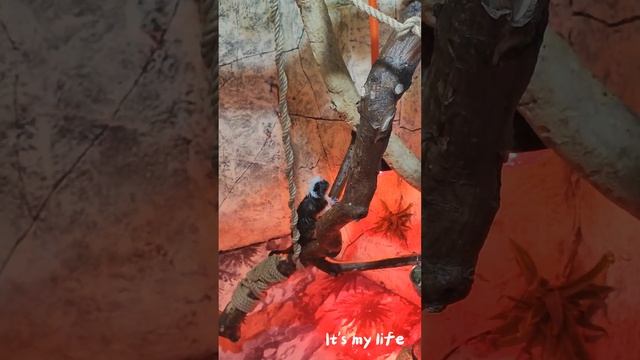 Контактный зоопарк,эдипов тамарин...