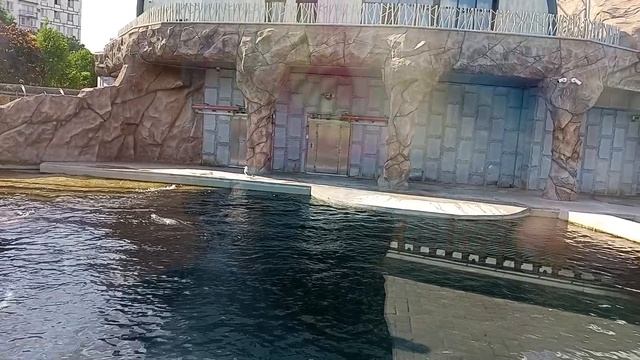 Московский зоопарк.Морж резвится в воде, нырнет, выплывет и фыркнет фонтан воды