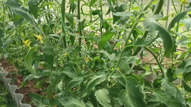 Как отличить главный стебель у томата  от пасынка, на что следует обратить внимание