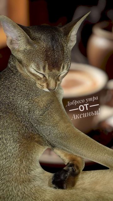 Аксинья Гаинцева