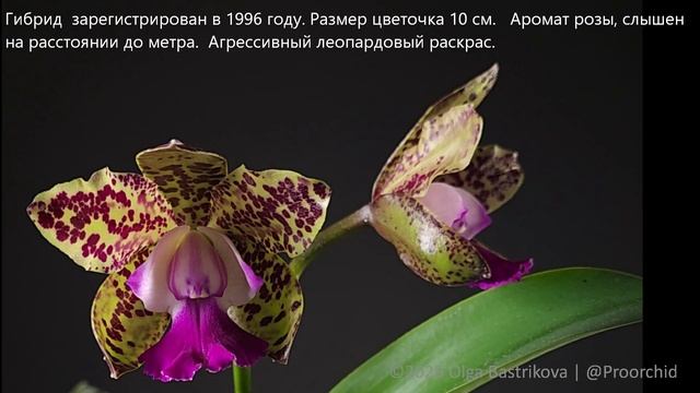 Cattleya Green Emerald TLW