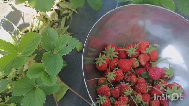 Выходные на даче / Клубника / Полив огорода / Ждем гостей / Дачный влог