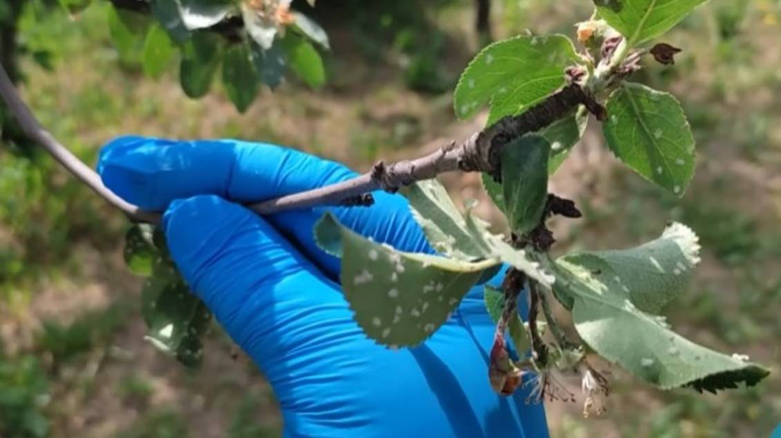 После цветения яблони атаковали вредители, необходимо срочно обработать деревья.