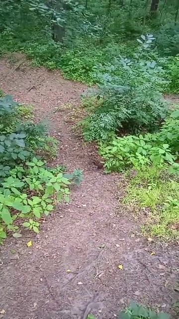 #белка #природа