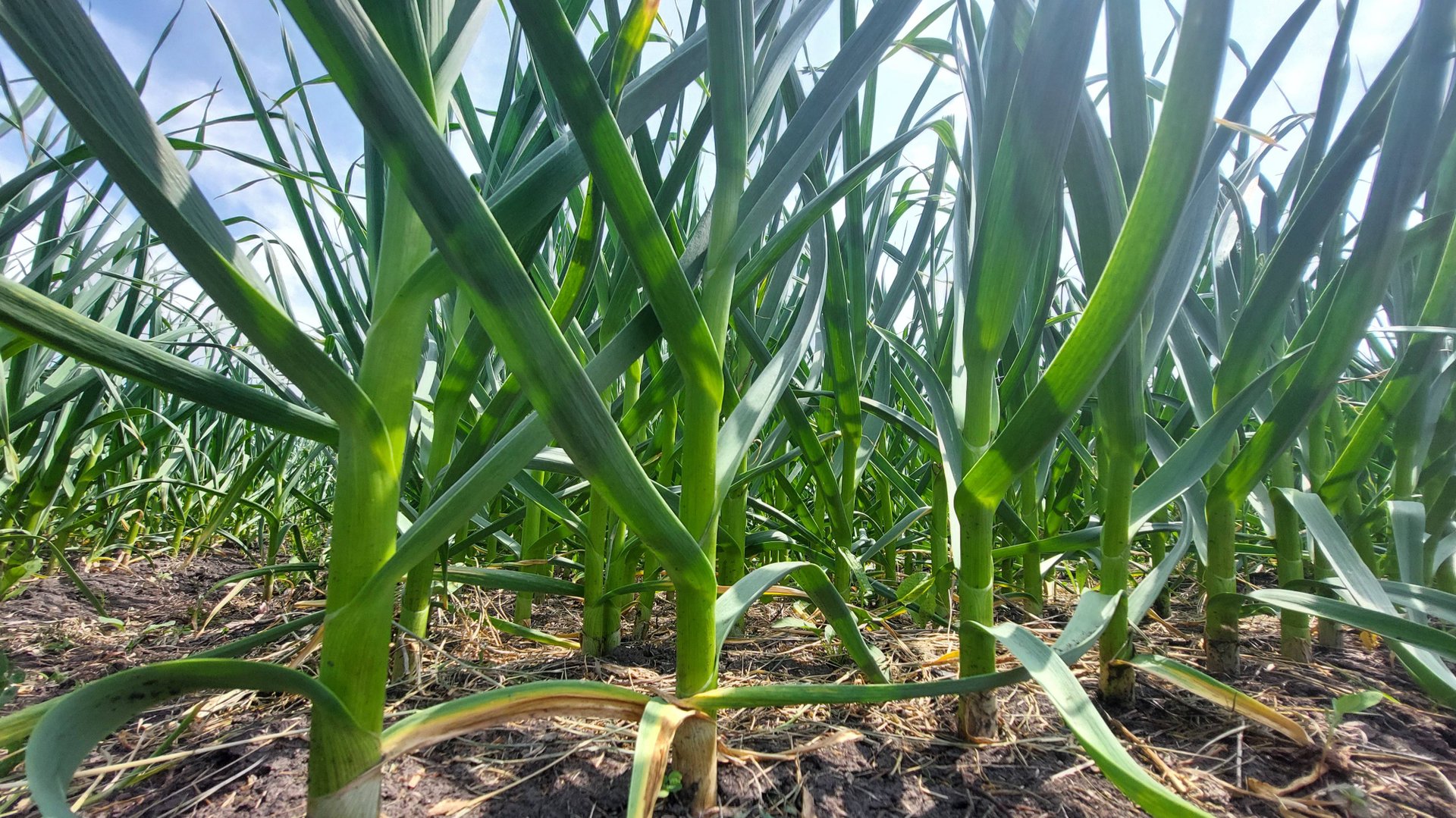 Крупный чеснок, другие овощи -легко! Мульчирование выручит!