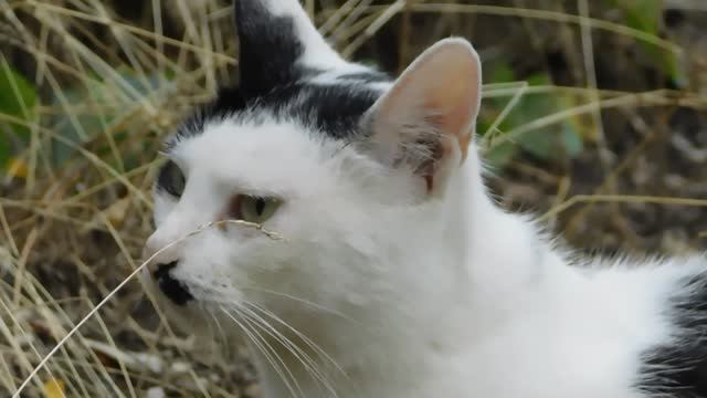 Кошка Гитлера