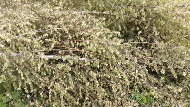 Люпин на участке! Природная красота в начале лета! Люпин подавляет борщевик! #4