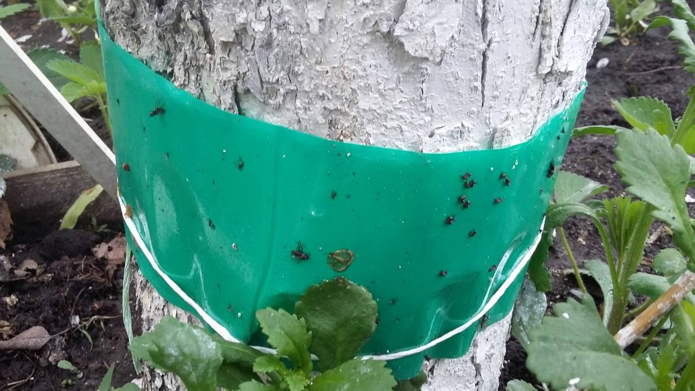 Как применять ловчий пояс на деревьях