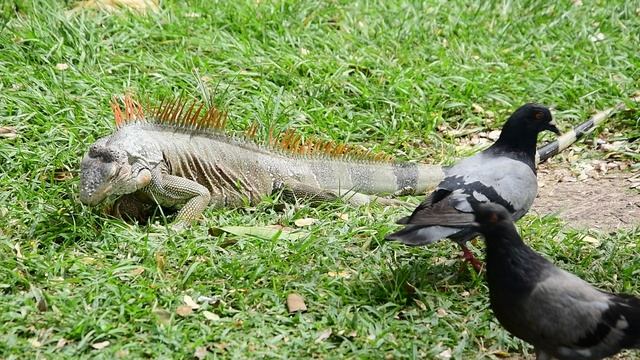 Обыкнове́нная игуана