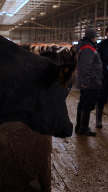 Аутсорсинг воспроизводства — эффективное решение для управления стадом 🐄💨