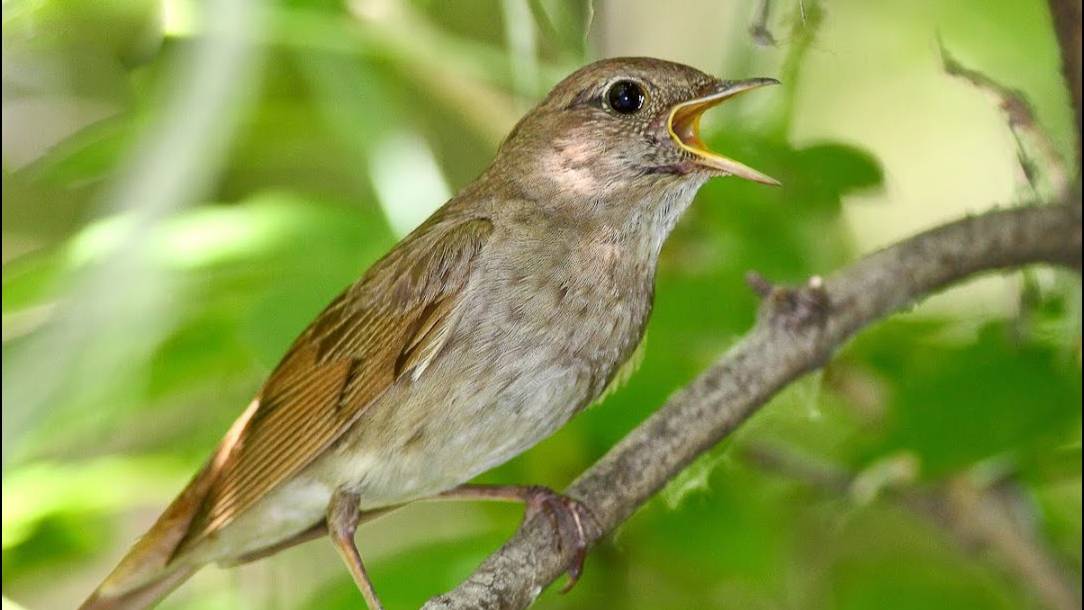 МЕЛОДИИ СТАРОГО ДВОРА.