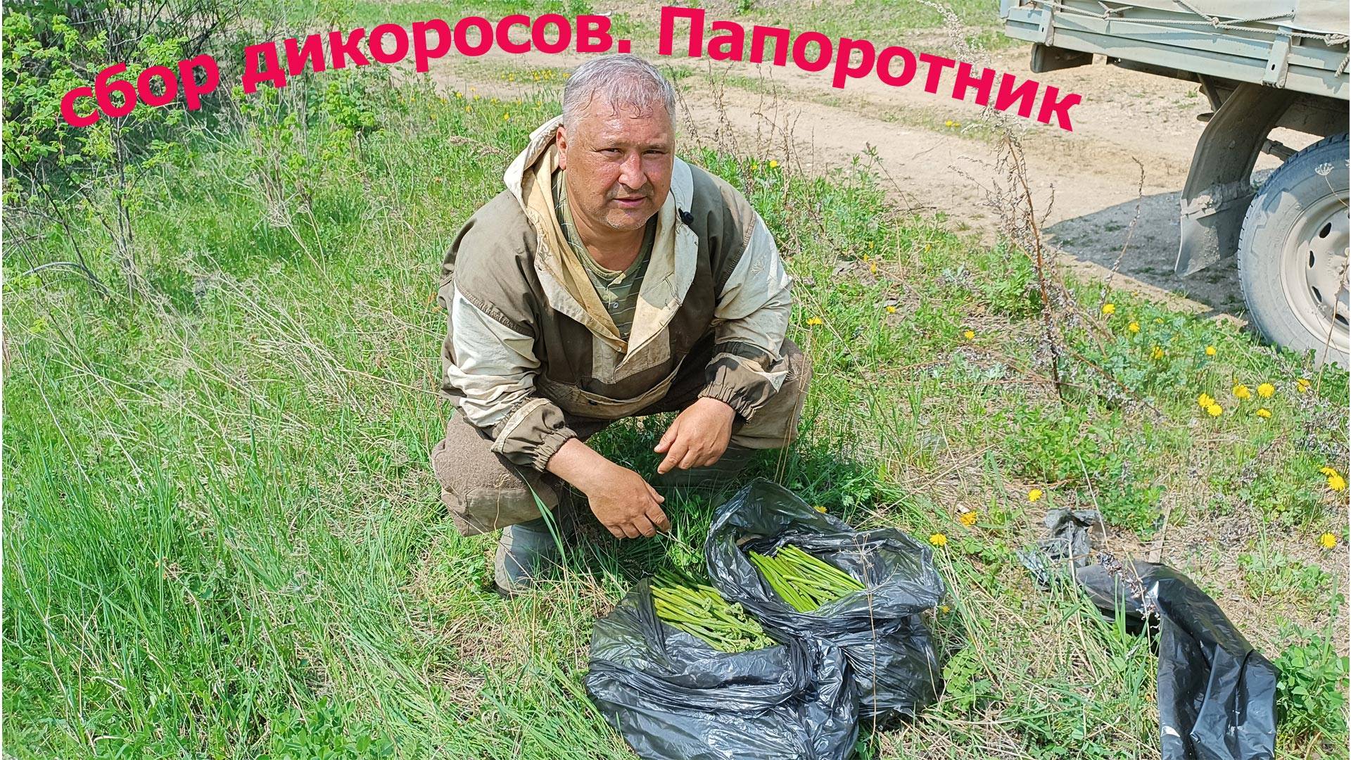 Сбор дикоросов. Папоротник.