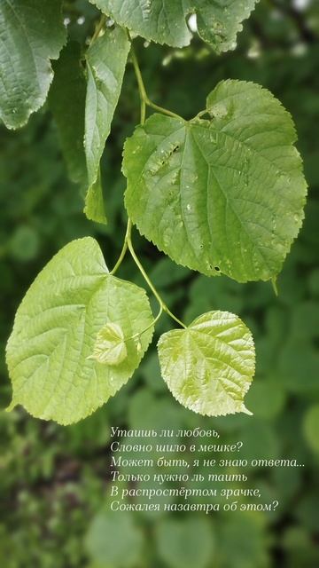 02.06.25 АЗ #ниднябезрифмы