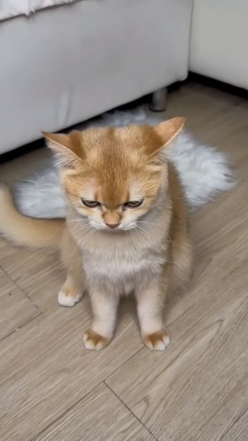 Мой кот Мося спрятал это от меня… #кот #кошки