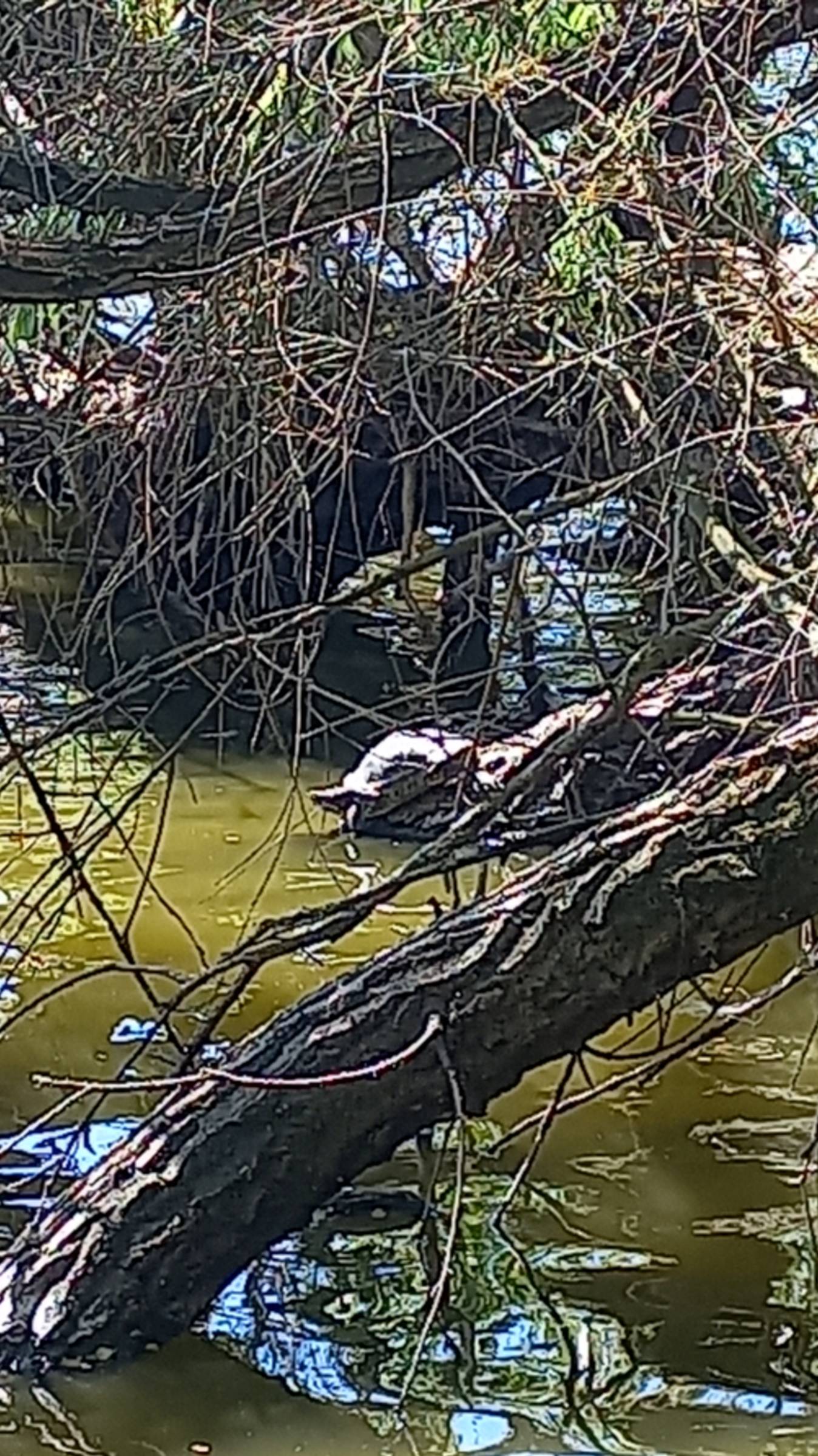 Черепаха в дикой природе шустро взбирается на дерево. Близкая съемка #STR