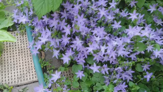 Кустодержатель для роз.