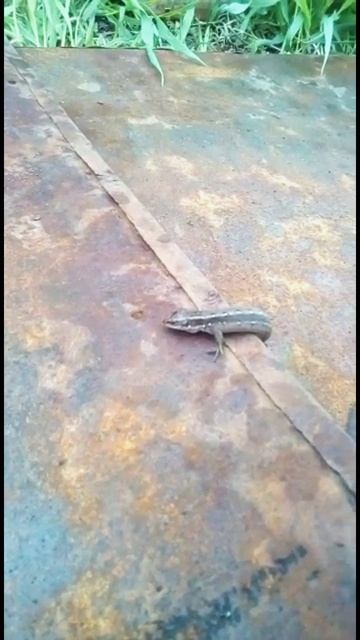 Мир вокруг нас