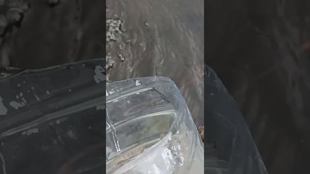 Выпуск неликвида в общественный пруд